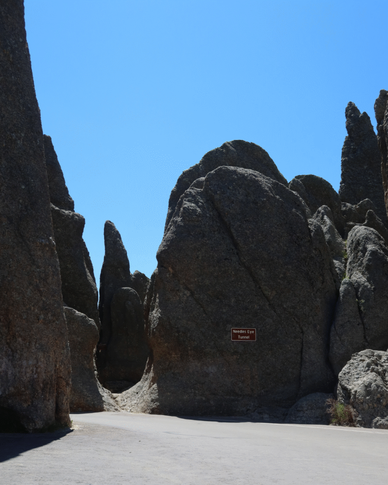 Custer State Park: Hidden Gem of the Black Hills