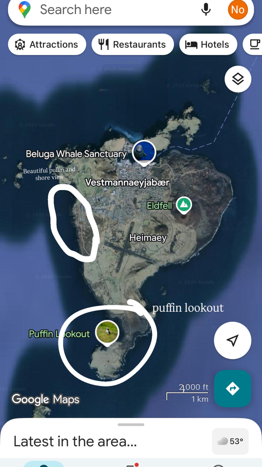 Ultimate Iceland Puffin Guide: Everything You Need to Know to see the ...