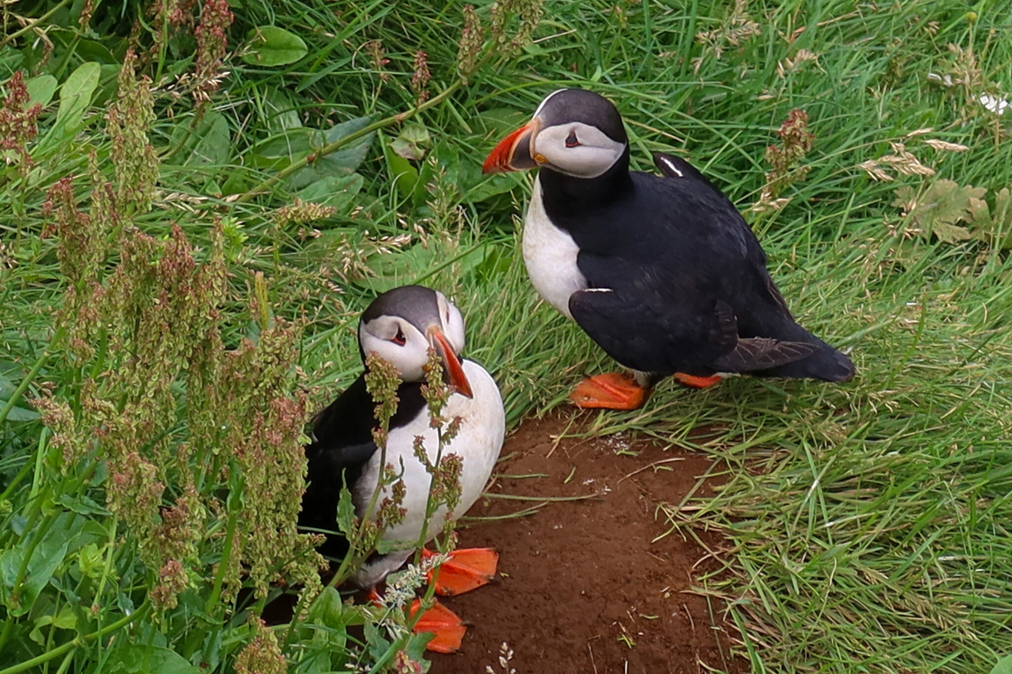 Ultimate Iceland Puffin Guide: Everything You Need to Know to see the ...