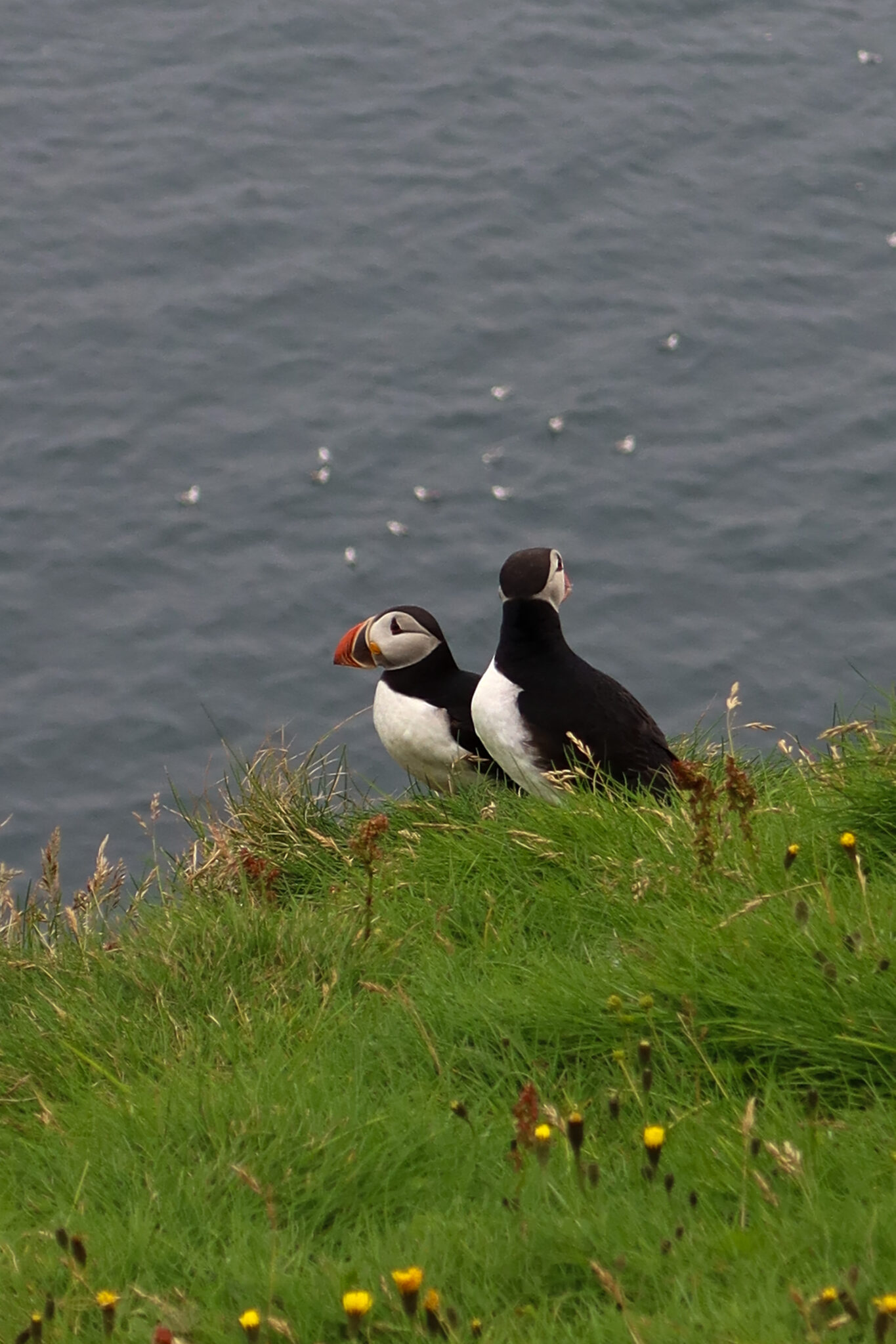 Ultimate Iceland Puffin Guide: Everything You Need to Know to see the ...